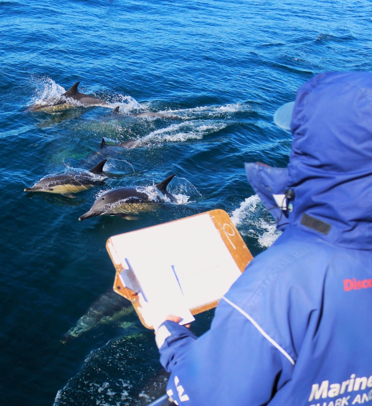 Whale and Dolphin Studies - Marine Dynamics